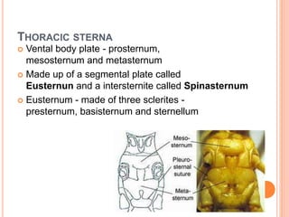 Insect thorax and abdomen | PPTX