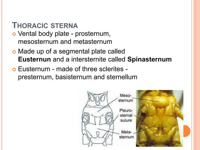Insect thorax and abdomen | PPTX