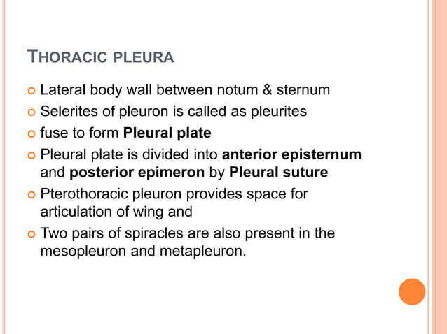 Insect thorax and abdomen | PPTX