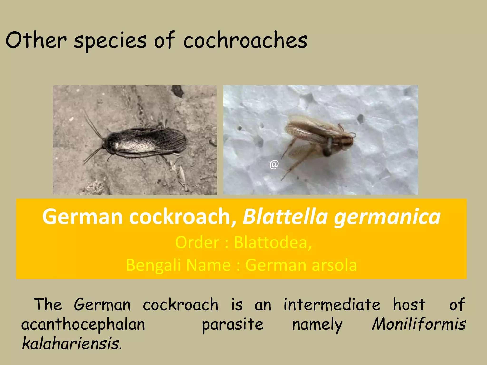 Insect and vector diseases | PPTX