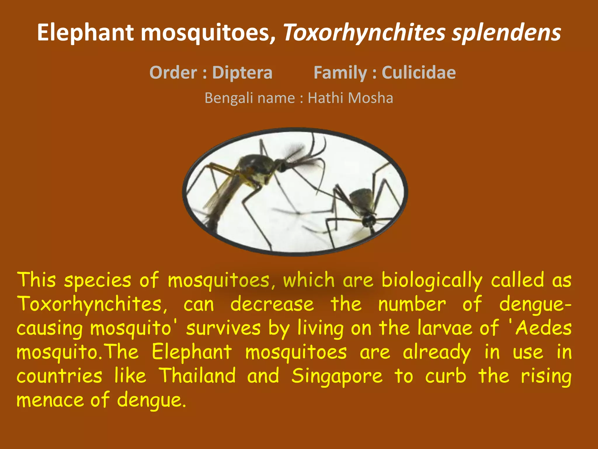 Insect and vector diseases | PPTX