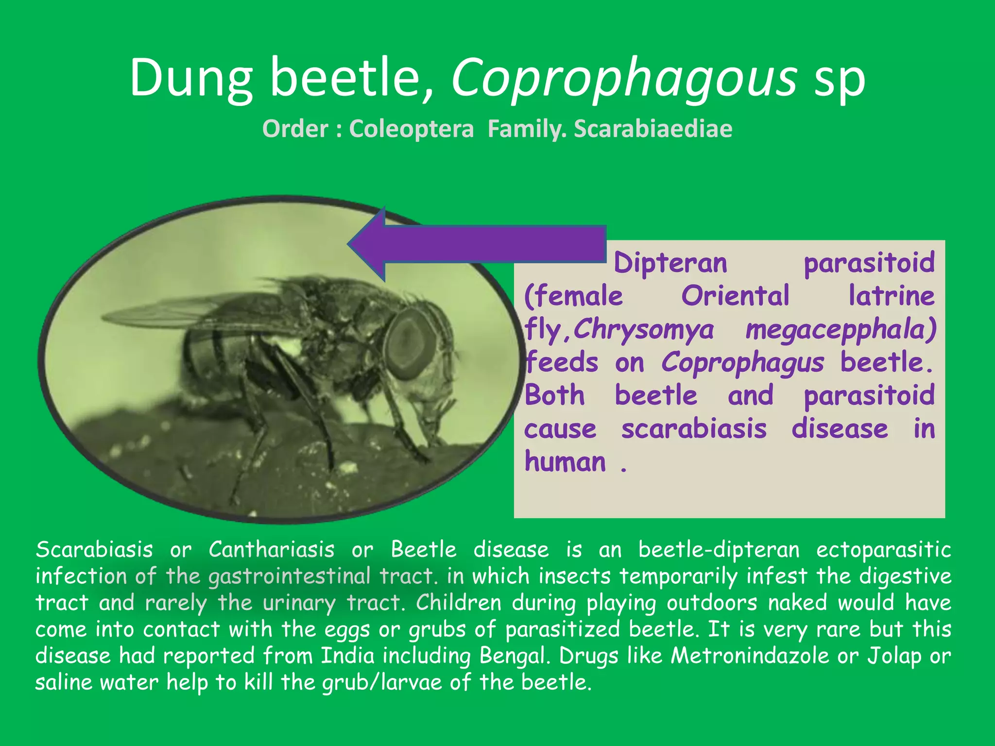 Insect and vector diseases | PPTX