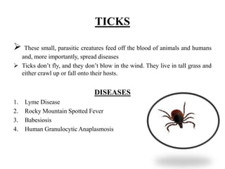 Insect, vector and rodent control | PPTX