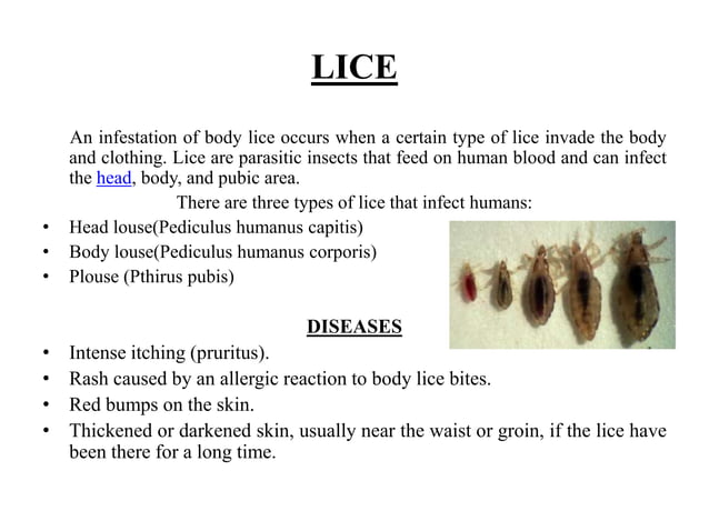 Insect, vector and rodent control | PPTX | Diseases and Conditions ...
