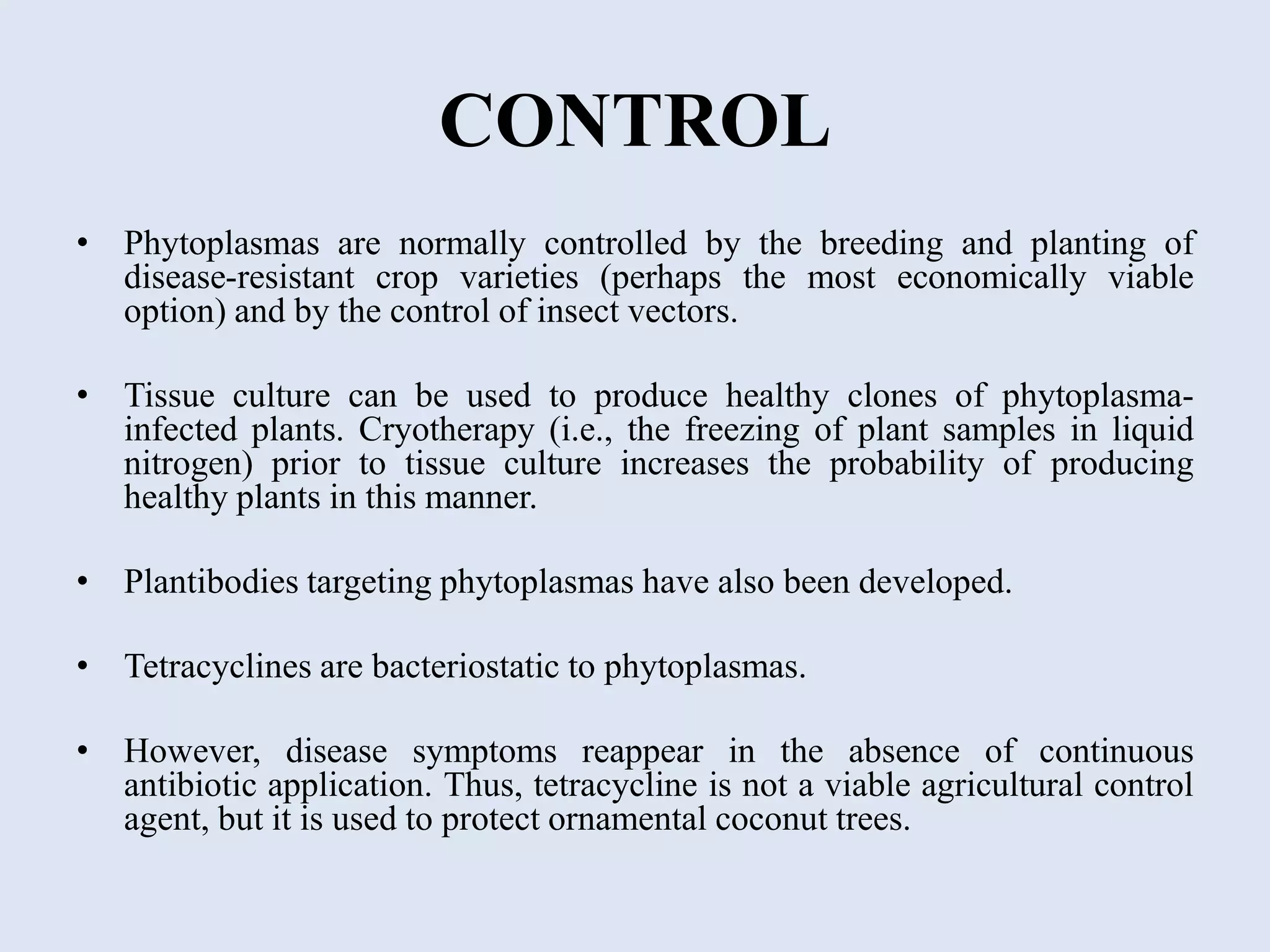 Insect Vector Of Phytoplasma Diseases, Their Symptoms.pptx