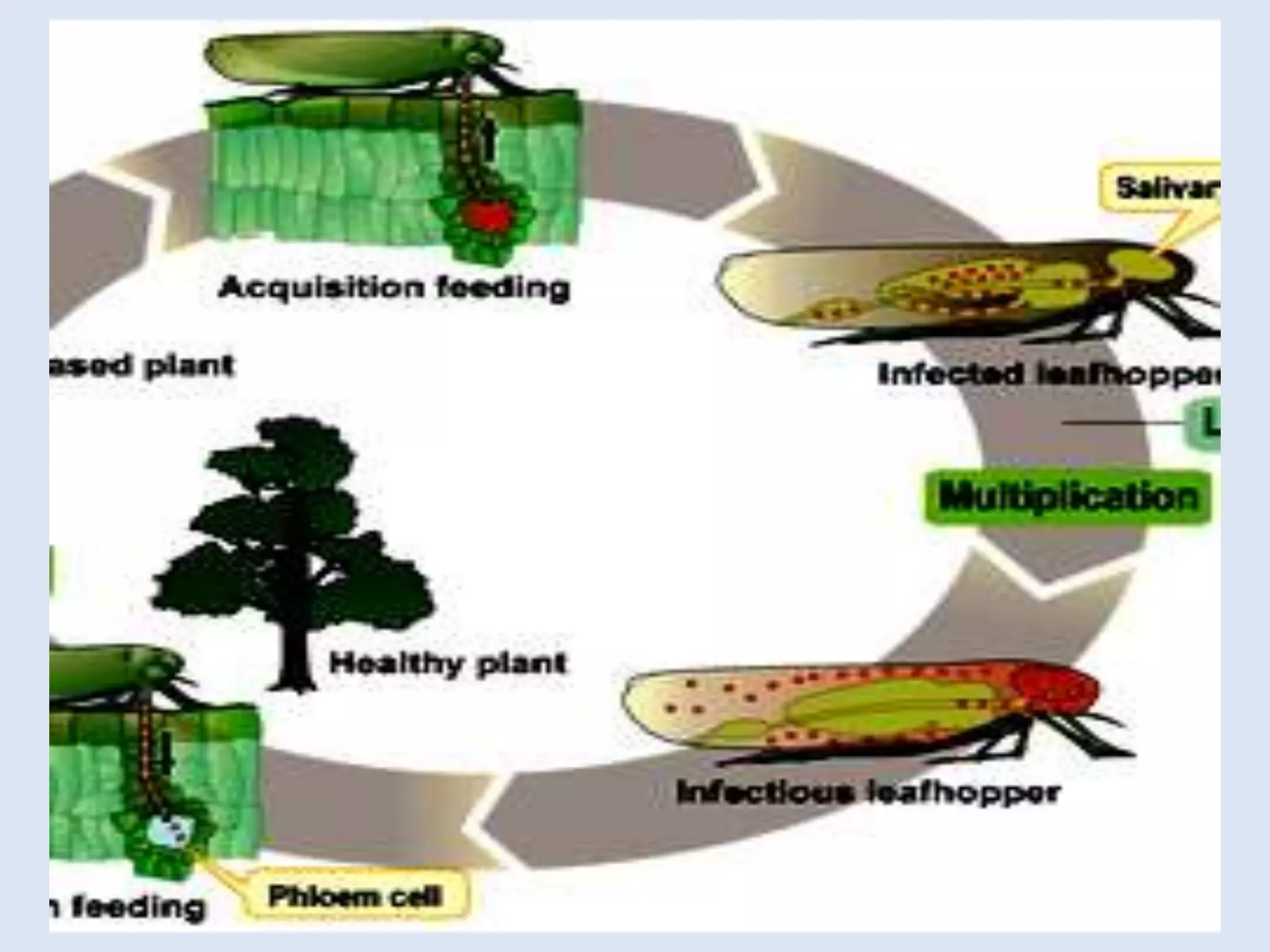 Insect Vector Of Phytoplasma Diseases, Their Symptoms.pptx