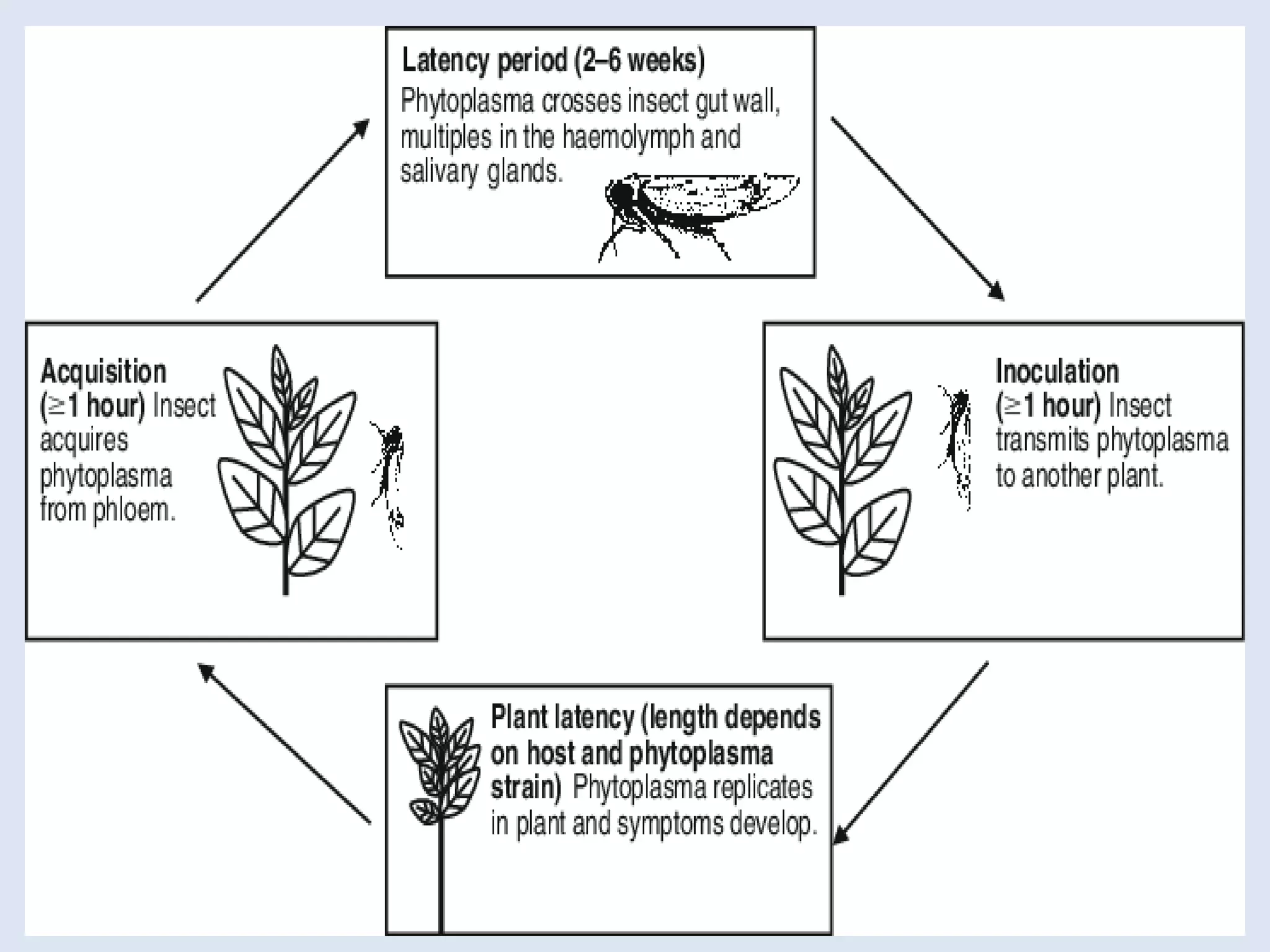 Insect Vector Of Phytoplasma Diseases, Their Symptoms.pptx