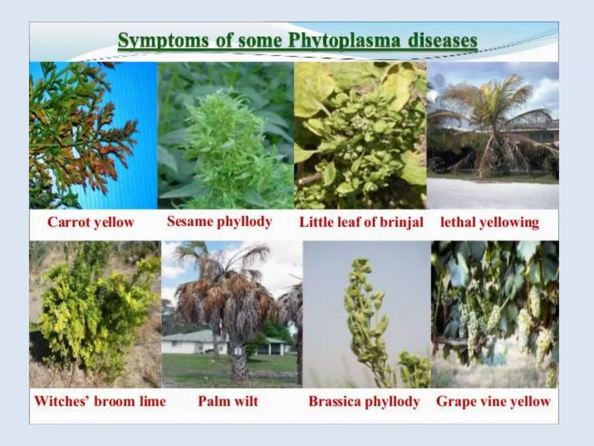 Insect Vector Of Phytoplasma Diseases, Their Symptoms.pptx