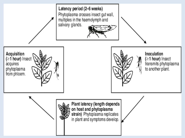Insect Vector Of Phytoplasma Diseases, Their Symptoms.pptx | Gardening ...