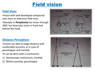 Insectvision 161127070950 | PDF