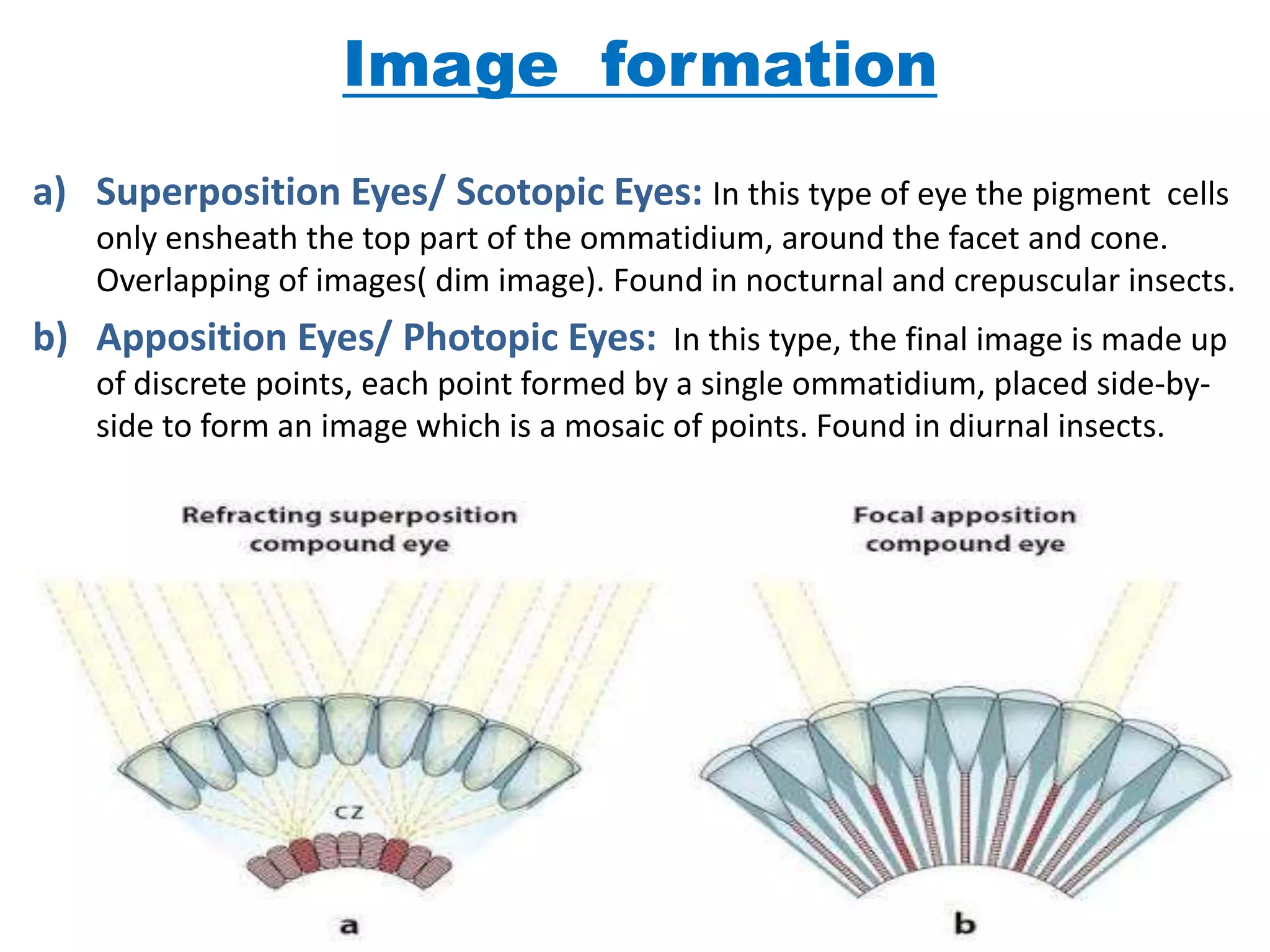 Insect vision | PPTX