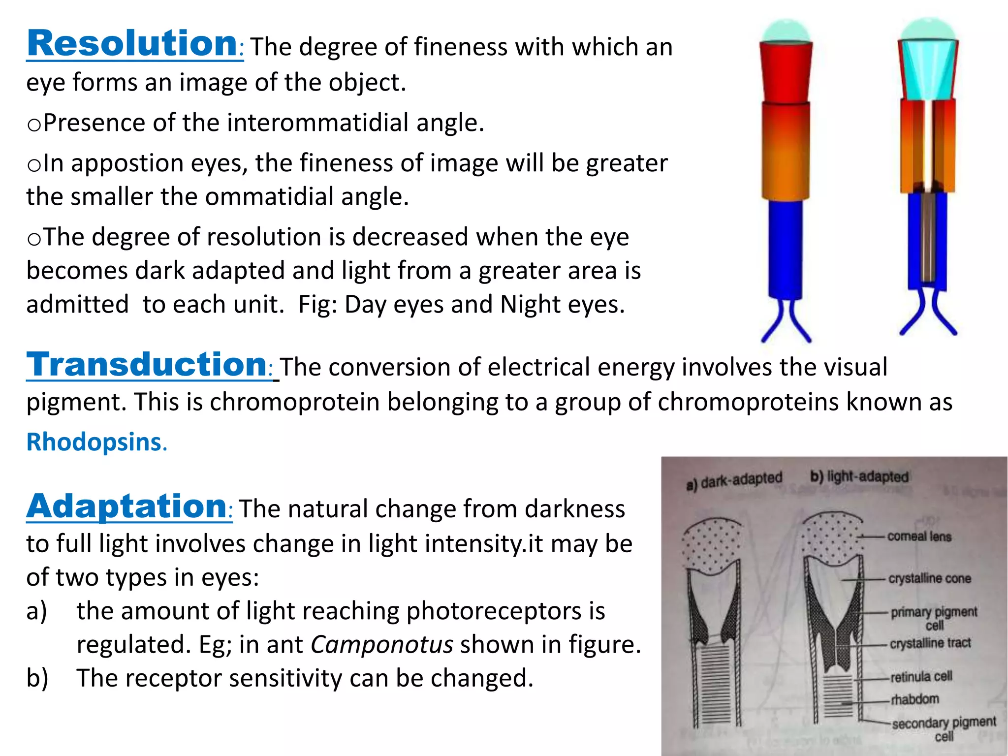 Insect vision | PPTX