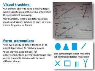Insect vision | PPTX