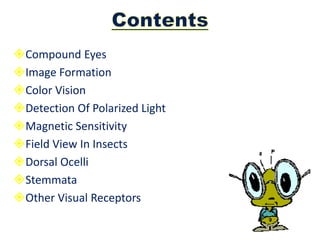 Insect vision | PPTX | Eye and Vision Conditions | Diseases and Conditions