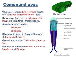 Insect vision | PPTX