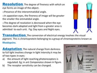 Insect vision | PPTX