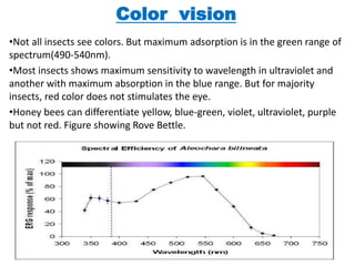 Insect vision | PPTX