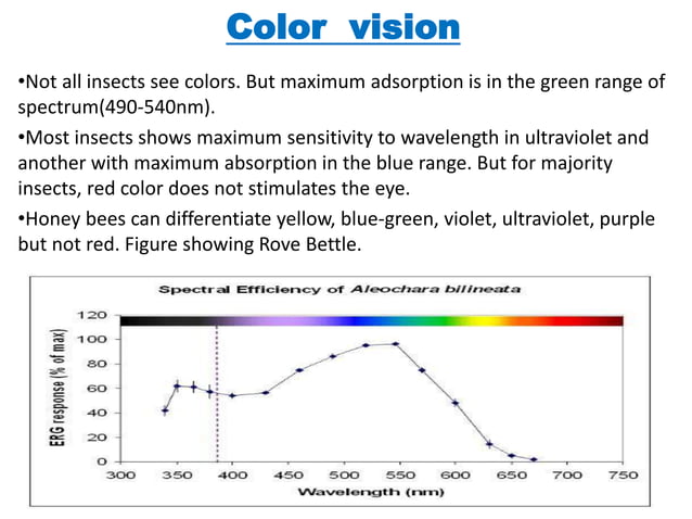Insect vision | PPTX | Eye and Vision Conditions | Diseases and Conditions