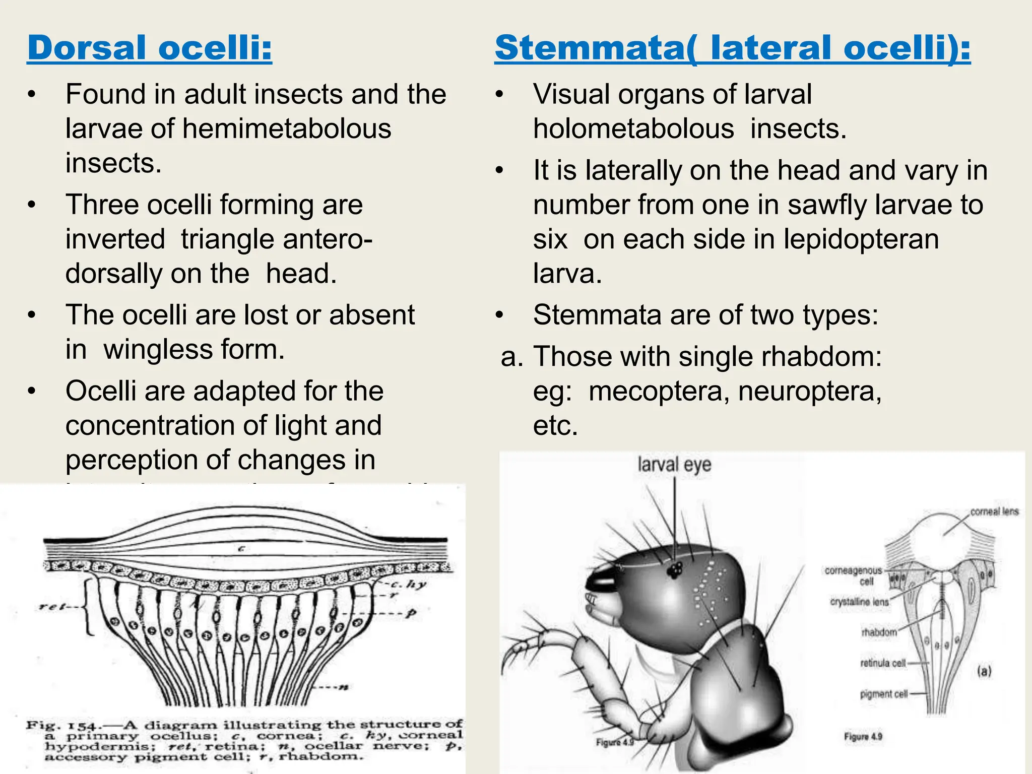 insect vision, entomology, insect eye facet | PPTX