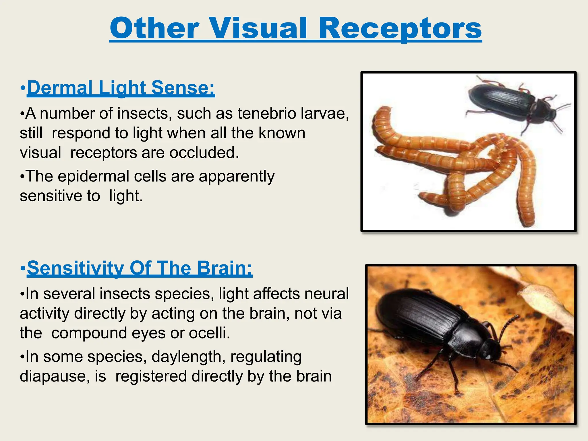 insect vision, entomology, insect eye facet | PPTX