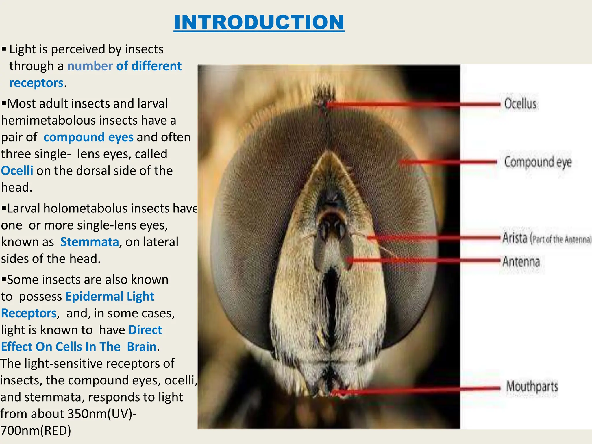 insect vision, entomology, insect eye facet | PPTX