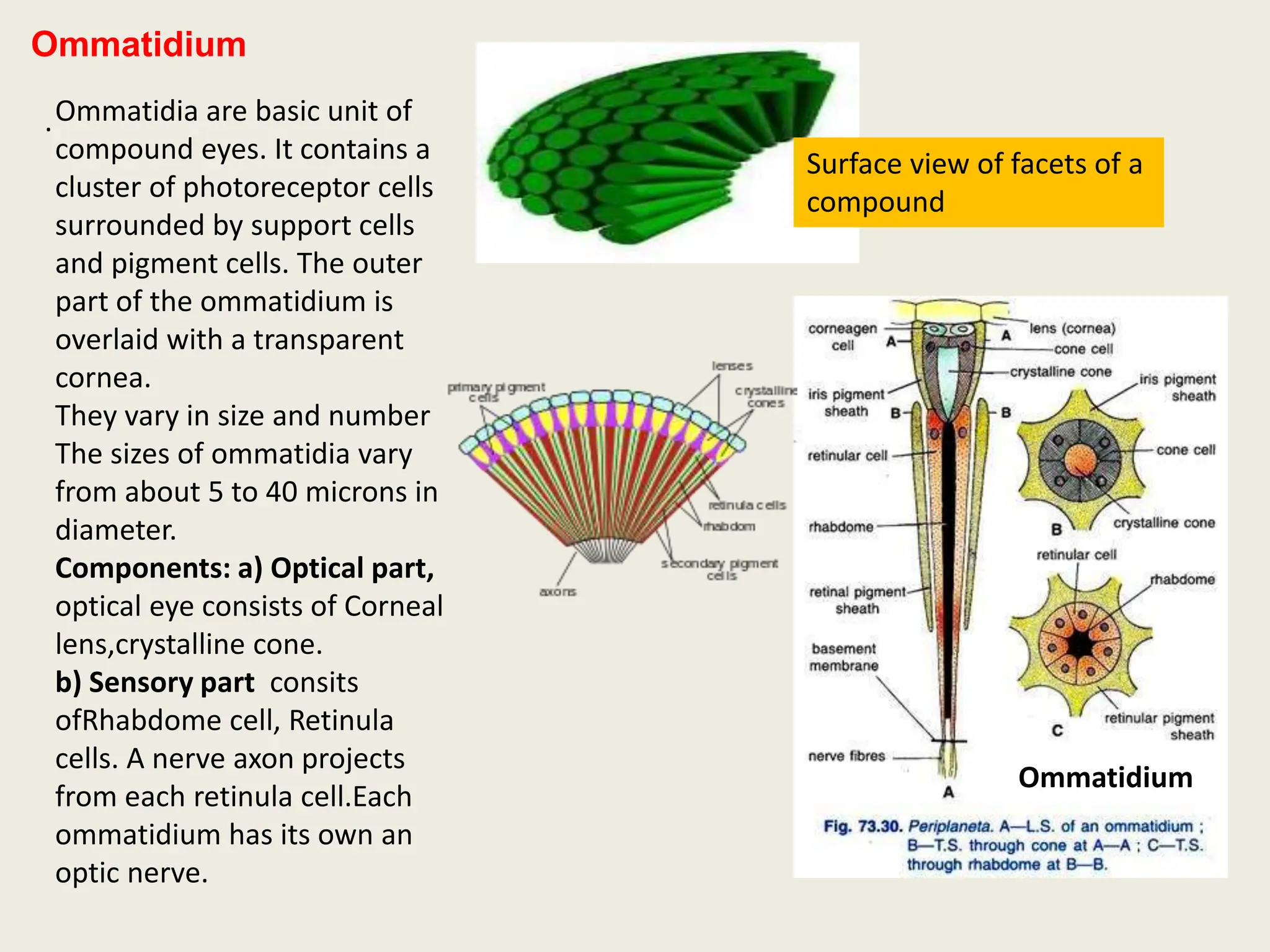 insect vision, entomology, insect eye facet | PPTX