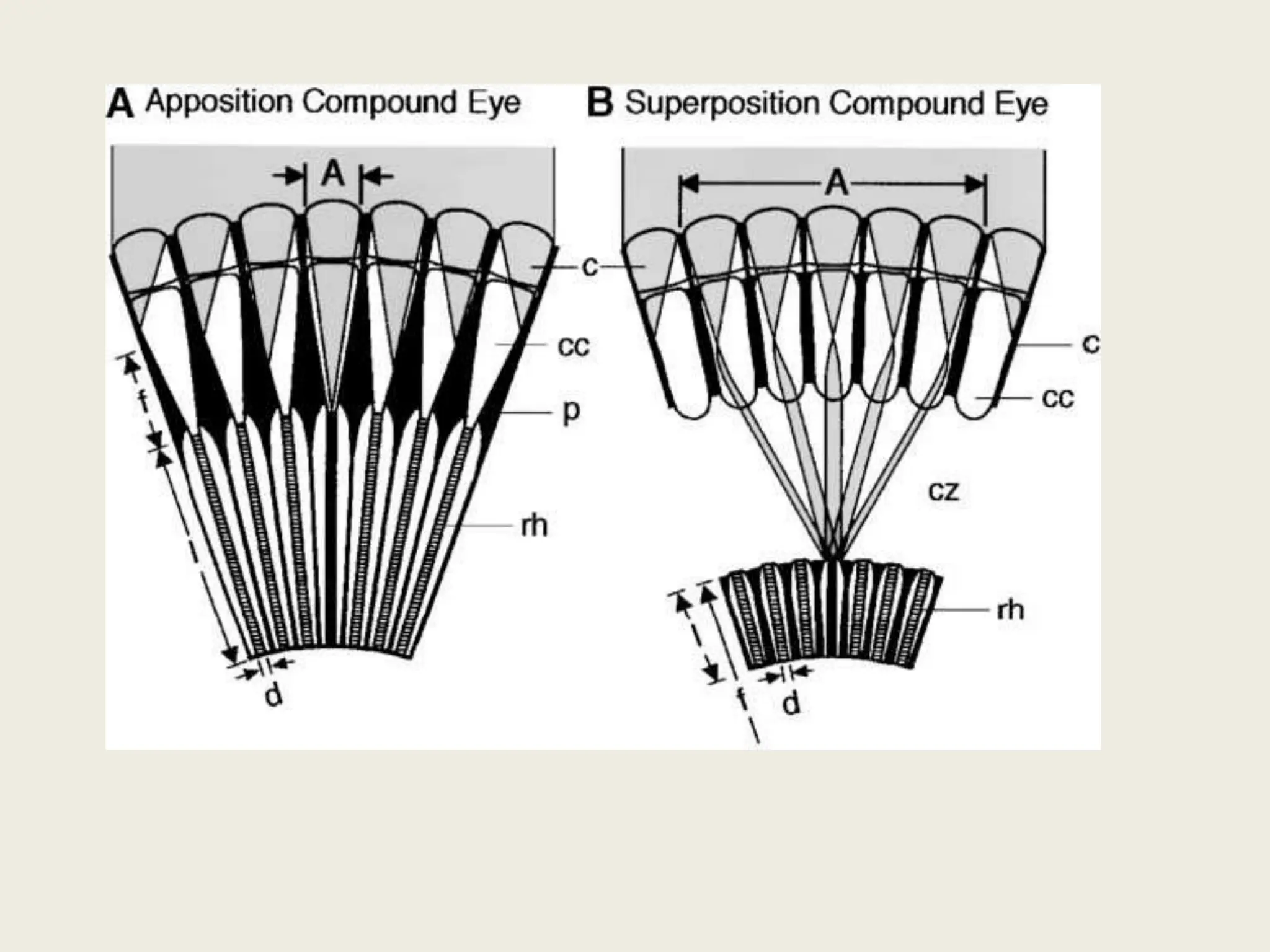 insect vision, entomology, insect eye facet | PPTX