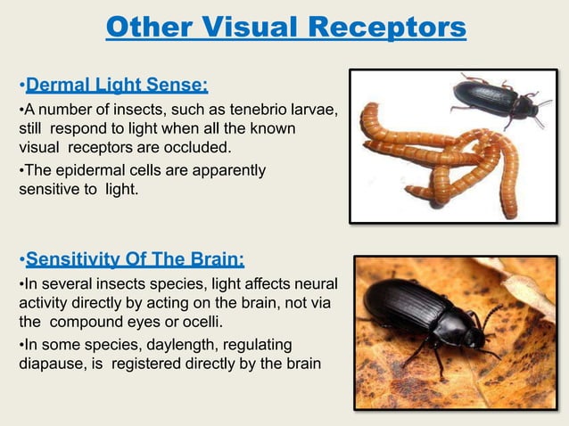 insect vision, entomology, insect eye facet | PPTX | Eye and Vision ...