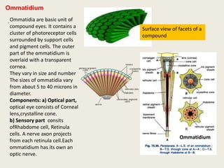 insect vision, entomology, insect eye facet | PPTX