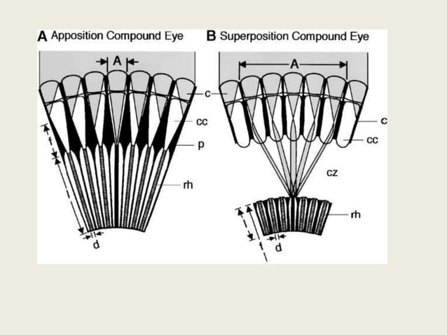 insect vision, entomology, insect eye facet | PPTX | Eye and Vision ...