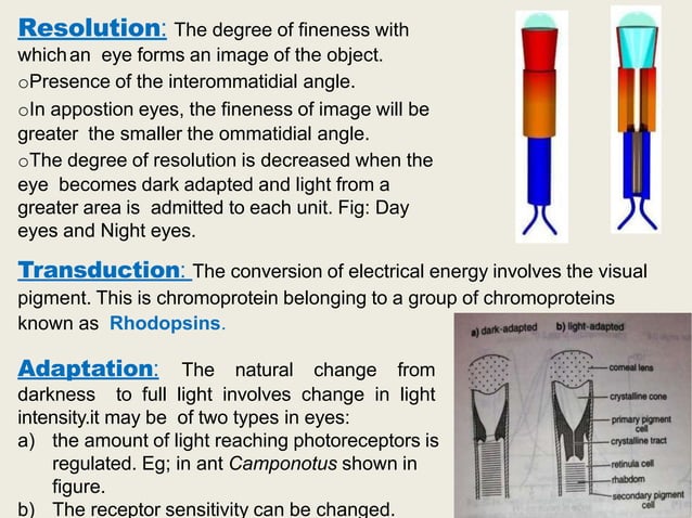 insect vision, entomology, insect eye facet | PPTX | Eye and Vision ...