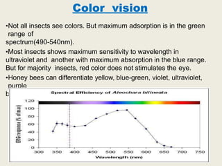 insect vision, entomology, insect eye facet | PPTX | Eye and Vision ...