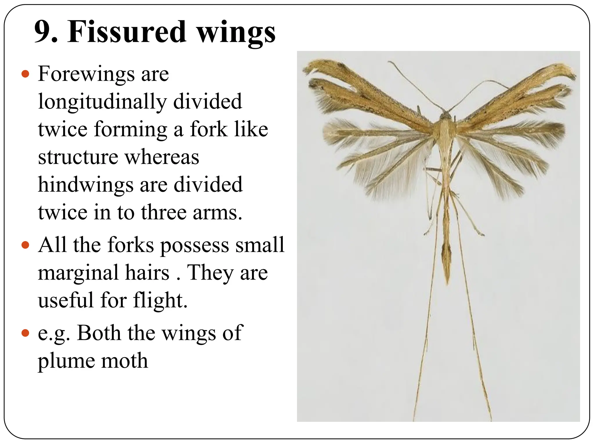 INSECT WING AND ITS MODIFICATION by Dr chetna Khandakar Sgcars JDB | PDF