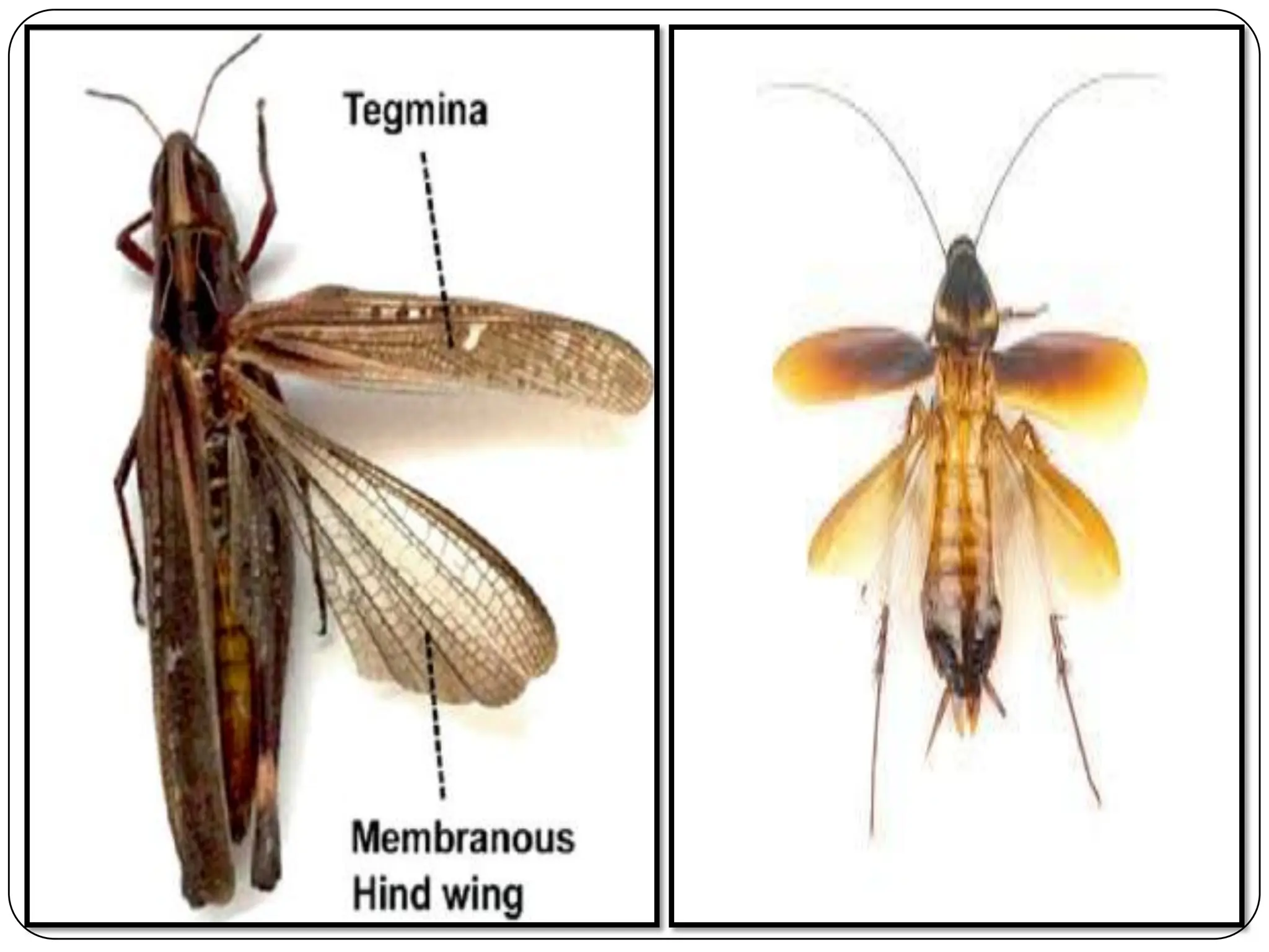 INSECT WING AND ITS MODIFICATION by Dr chetna Khandakar Sgcars JDB | PDF