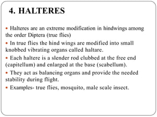 INSECT WING AND ITS MODIFICATION by Dr chetna Khandakar Sgcars JDB | PDF