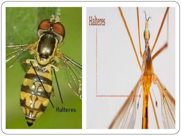 INSECT WING AND ITS MODIFICATION by Dr chetna Khandakar Sgcars JDB ...