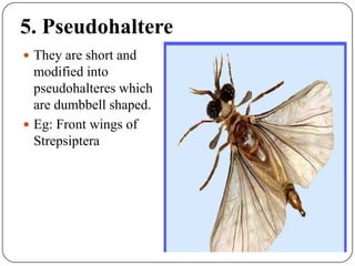 INSECT WING AND ITS MODIFICATION by Dr chetna Khandakar Sgcars JDB | PDF