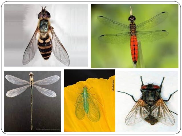 INSECT WING AND ITS MODIFICATION by Dr chetna Khandakar Sgcars JDB ...