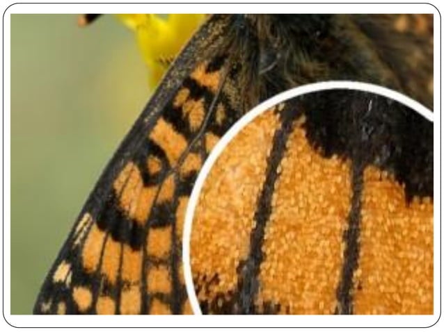 INSECT WING AND ITS MODIFICATION by Dr chetna Khandakar Sgcars JDB ...