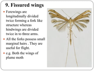 INSECT WING AND ITS MODIFICATION by Dr chetna Khandakar Sgcars JDB | PDF