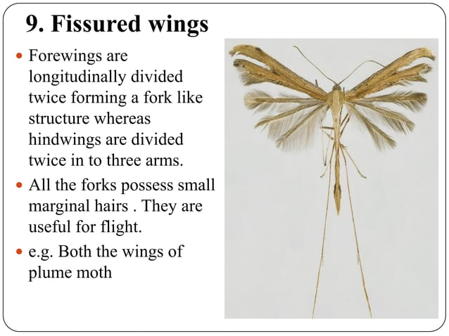 INSECT WING AND ITS MODIFICATION by Dr chetna Khandakar Sgcars JDB ...