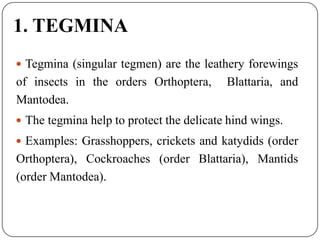 INSECT WING AND ITS MODIFICATION by Dr chetna Khandakar Sgcars JDB | PDF
