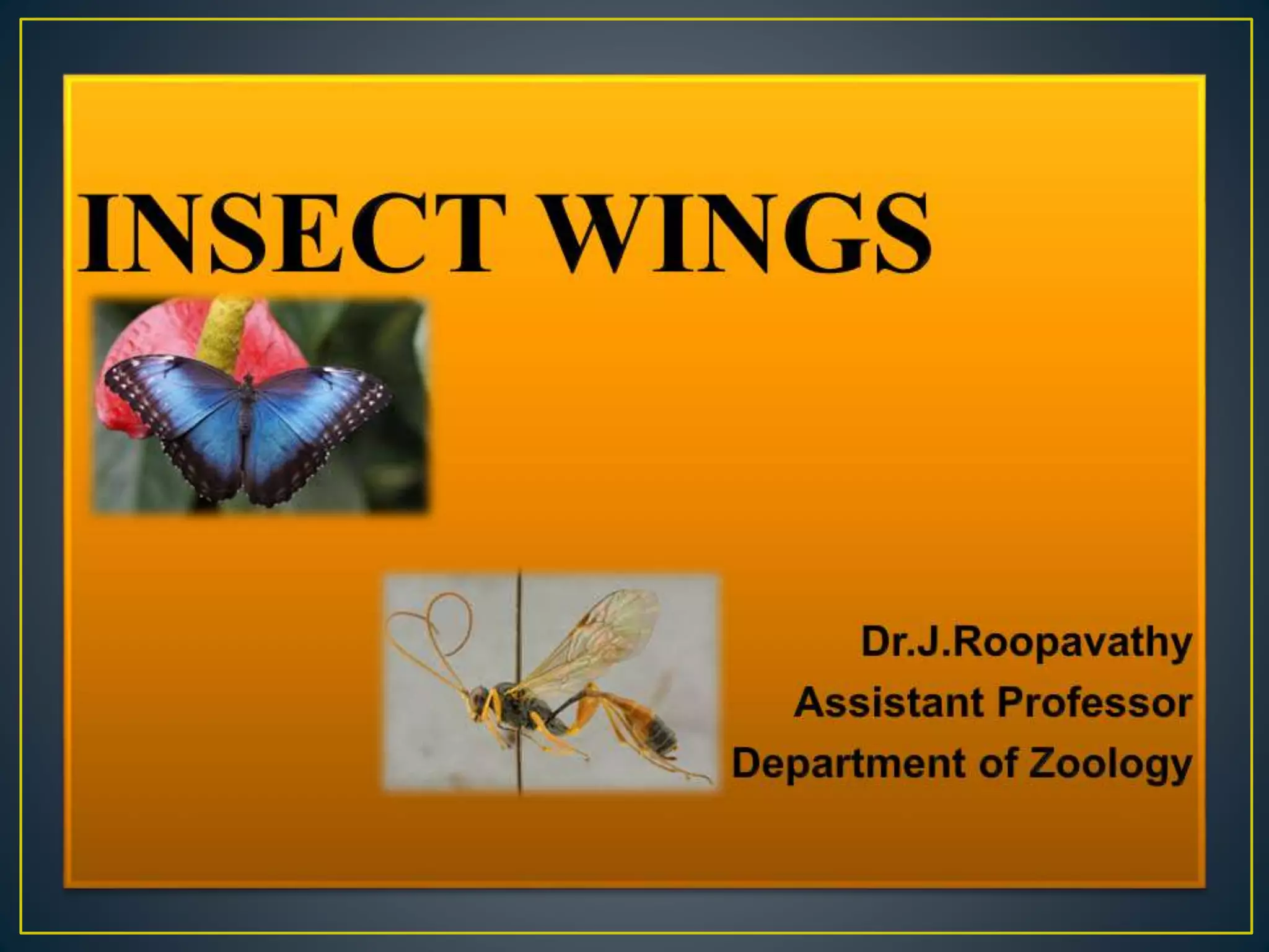 Insect wings | PPT