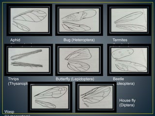 Insect wings | PPTX