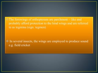Insect wings | PPT