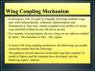 Insect wings | PPT