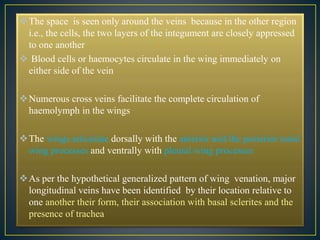 Insect wings | PPT