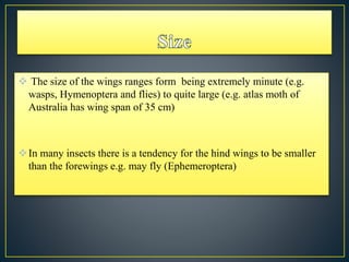 Insect wings | PPT