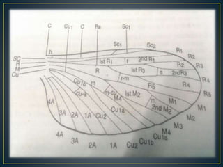 Insect Wings Ppt