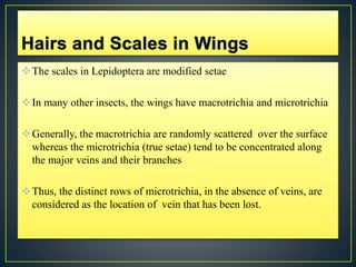 Insect wings | PPT
